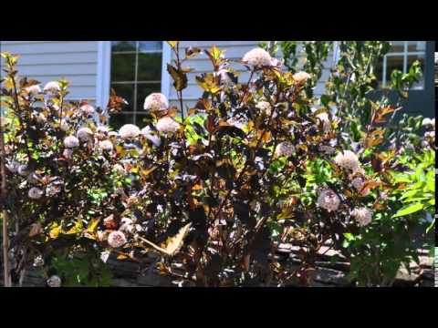 About Tree Form Diablo Purple Ninebark - YouTube