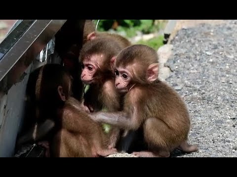 5 baby monkeys play happily - YouTube
