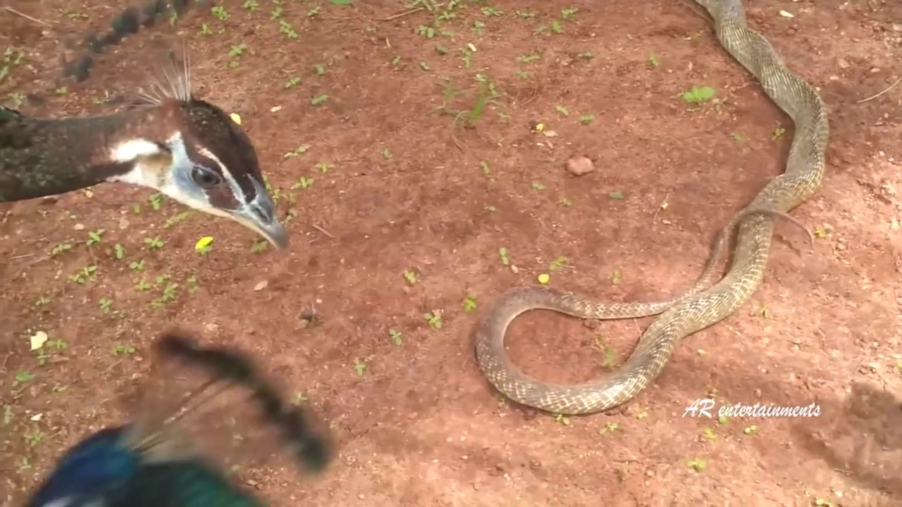 Peacock Vs Cobra | Peacocks Attack Cobra Amazing Video | AR ...