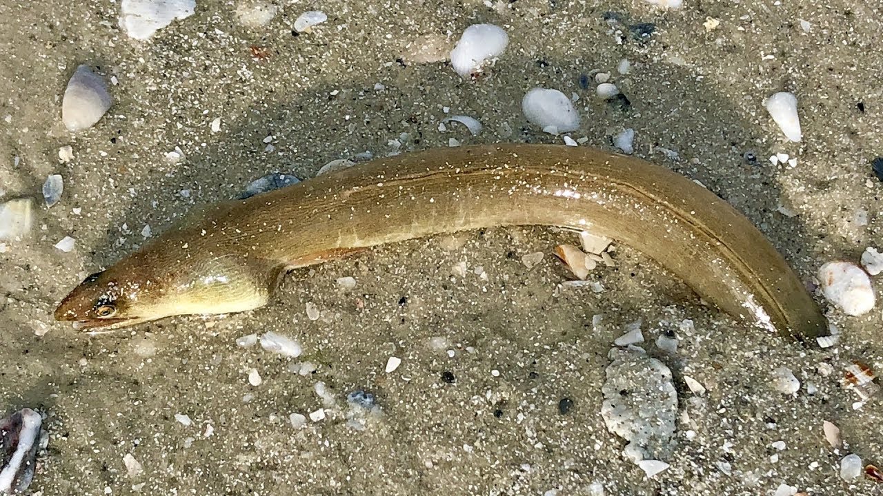 Red Tide Killing Eels, Fish, and Crabs on the Beaches of North Naples ...