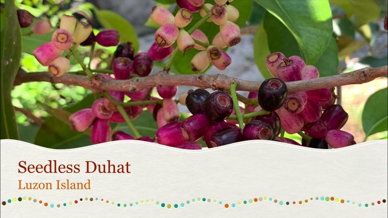 Seedless Duhat / Java Plum Tree / Lomboy - YouTube