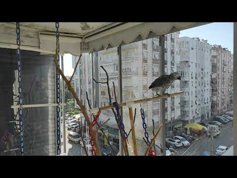 ÇAKILIM HER TELDEN DEVAM