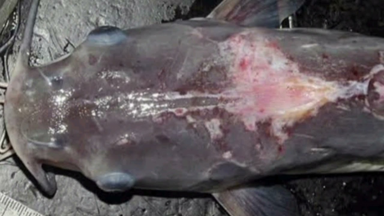Top 5 Common Catfish diseases, symptoms and treatments - Fish illness ...