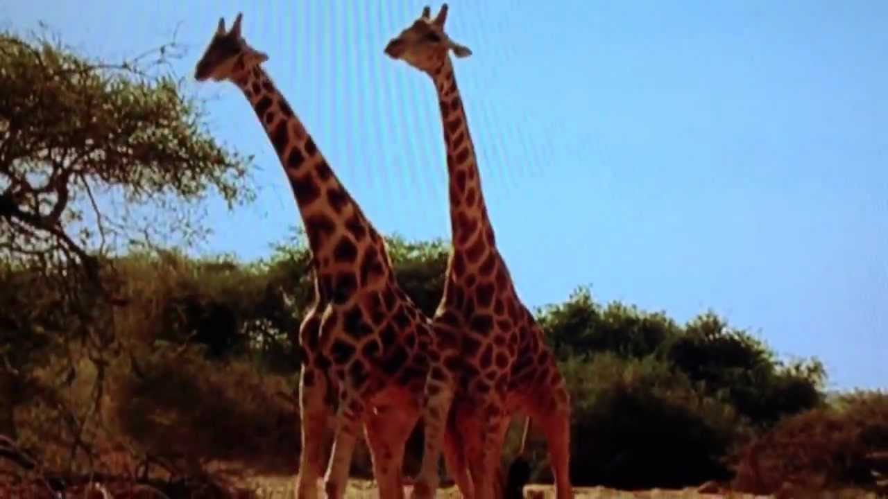 Giraffes fighting. - YouTube
