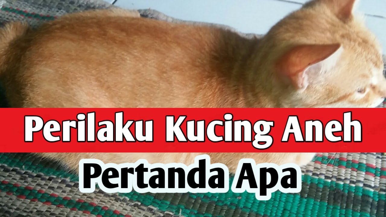 Perilaku Kucing Sebenarnya Isyarat Yang Harus Kita Ketahui - YouTube