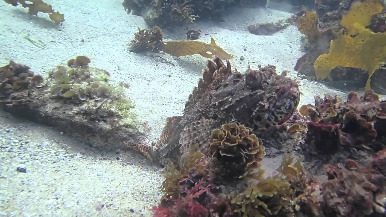 Eastern red rockcod - YouTube