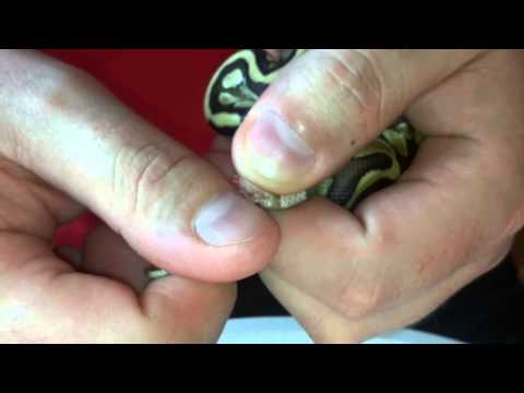 Ball Python Cinsiyet Belirleme | tarantulatv.com