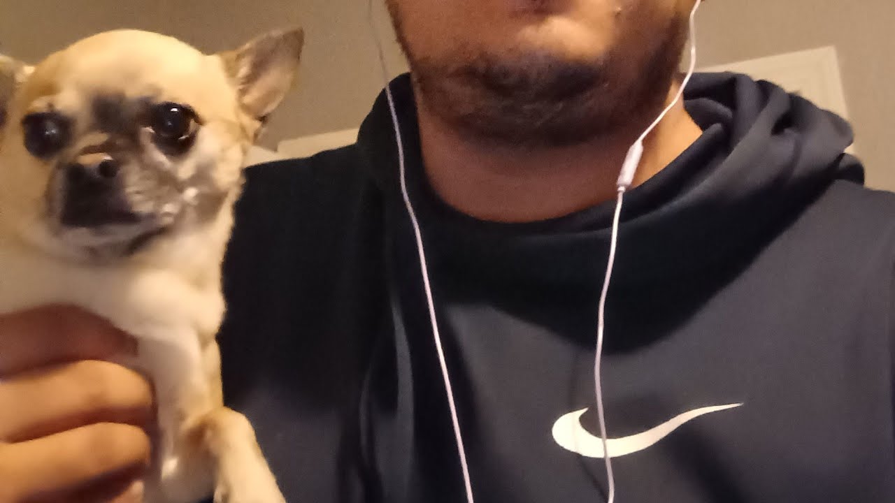 Turbo The Dog - Episode 2 - YouTube