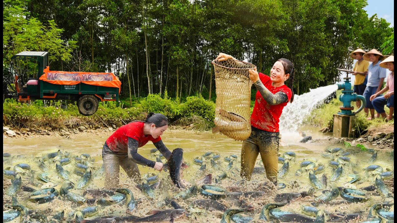 Huge Fish Harvest After Draining Pond | 10 Tons of Fish Pumped ...