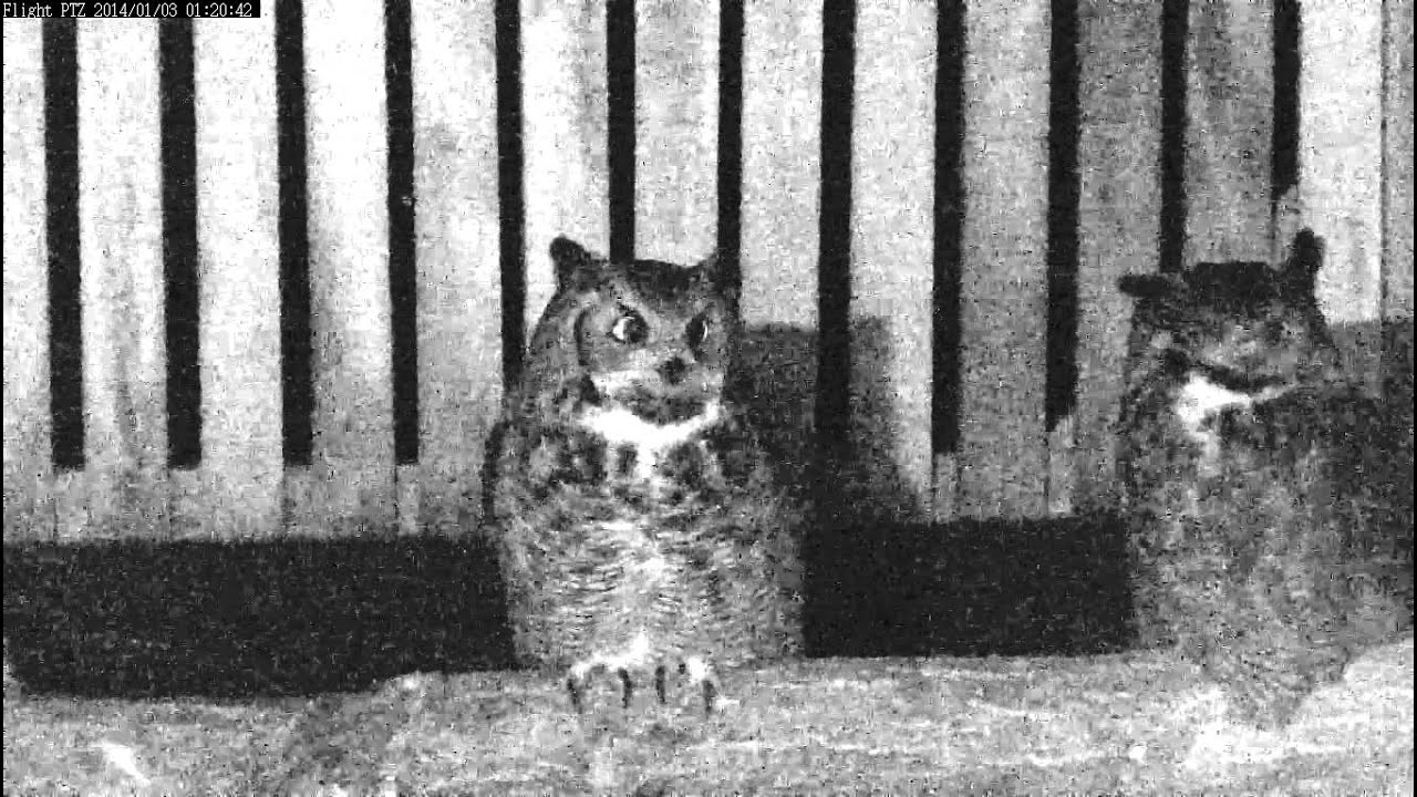 Great Horned Owl Squawks and "Wild" Hoots - YouTube