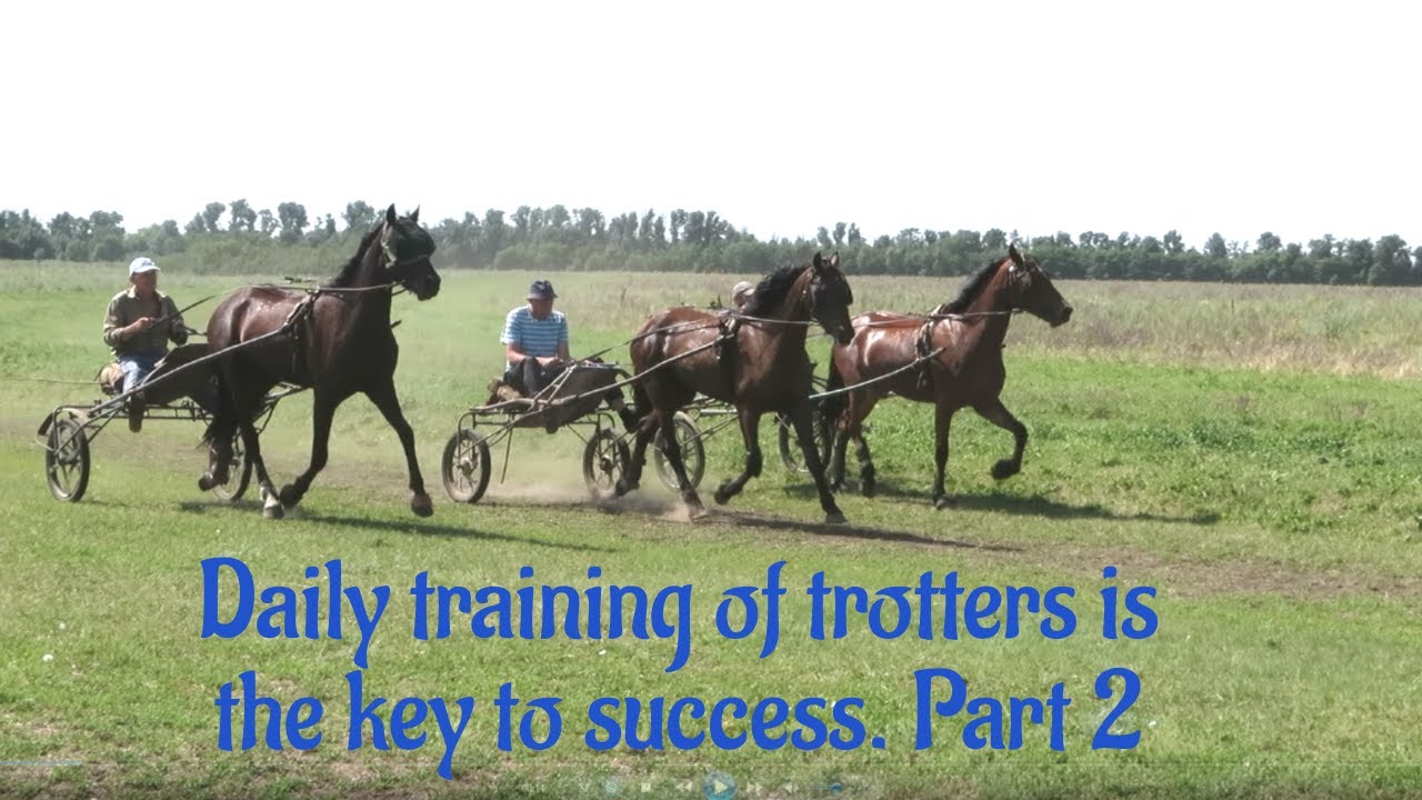 Daily training of trotters is the key to success. Part 2 - YouTube