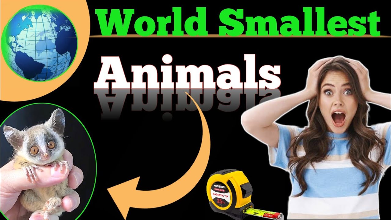 world smallest animals. tiny animals.dunyian kay sab say chotay janwar.#tinyanimals #animals ...
