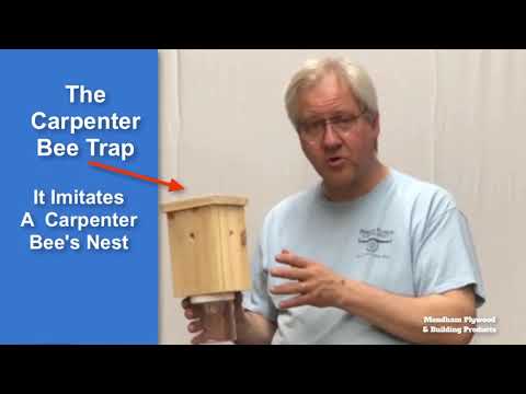What To Do If Borer Bees Are Eating Your House