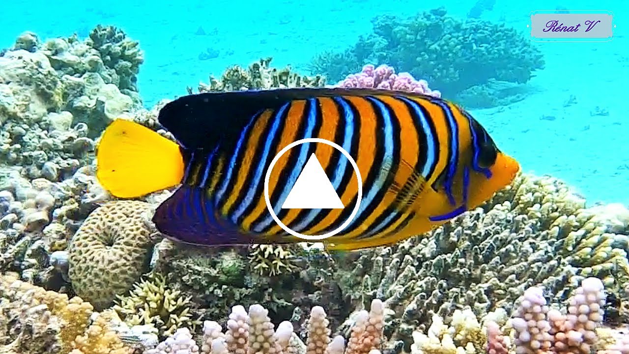 🤿 Poisson ange royal Pygoplites diacanthus - YouTube
