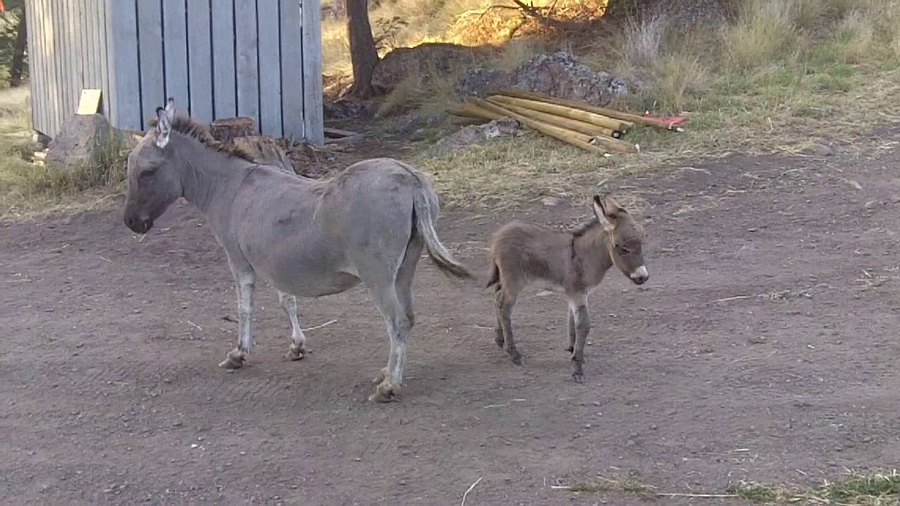 An Amazing Amount of Cuteness - Baby Donkey Playing - YouTube
