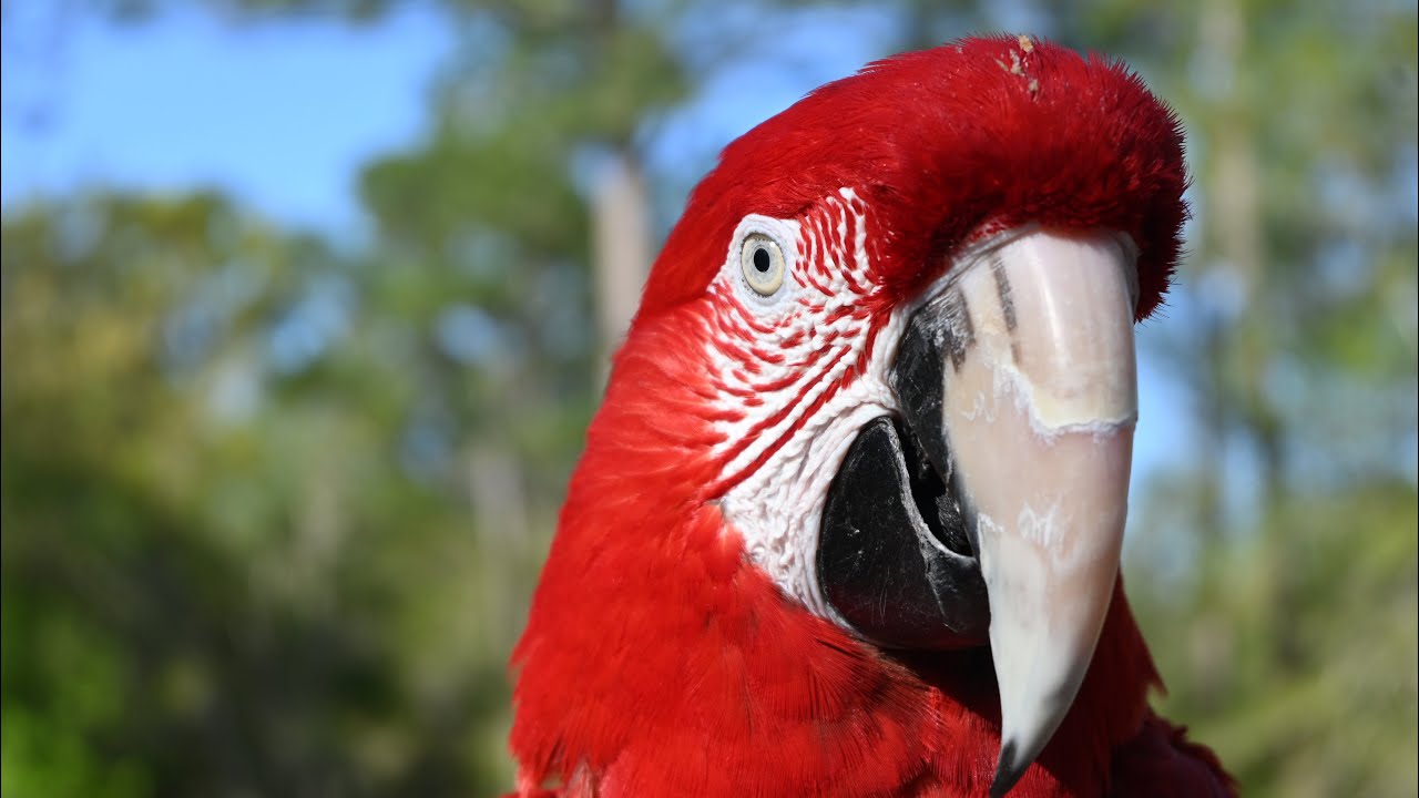 Meet our rescue zoo! - YouTube