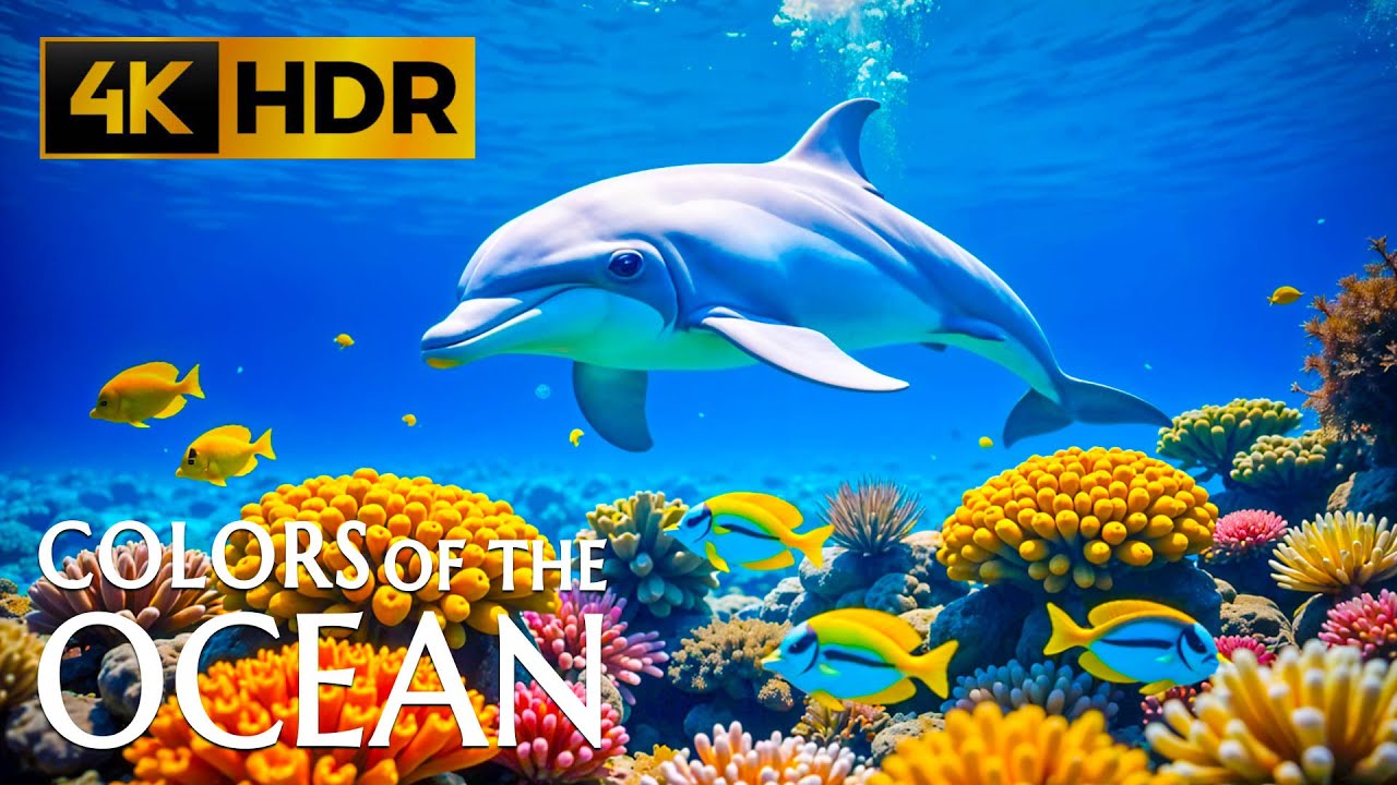 Aquatic Wonders 4K Ultra HD | Stunning Ocean Views for Relaxation - YouTube