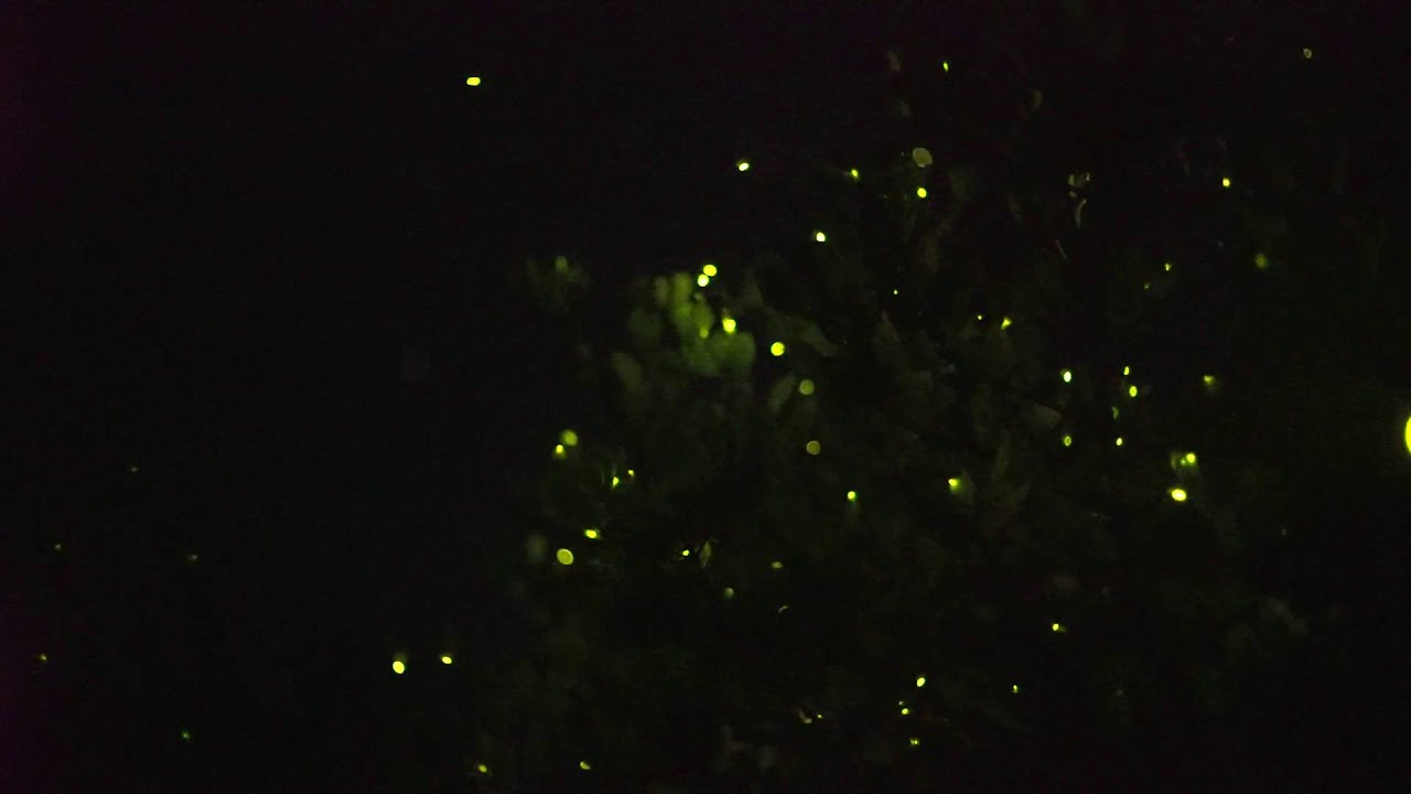 Watching fireflies in Loboc, Bohol! - YouTube