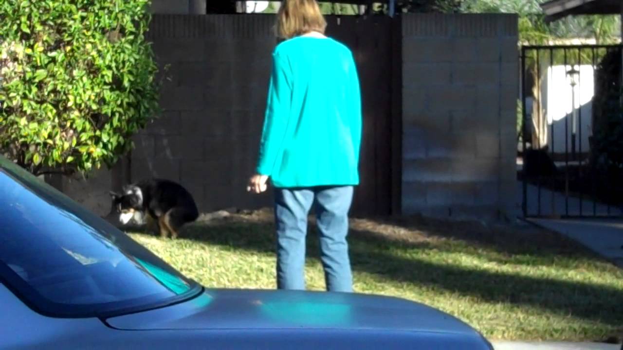 toots and grandchild pooping in yard - YouTube