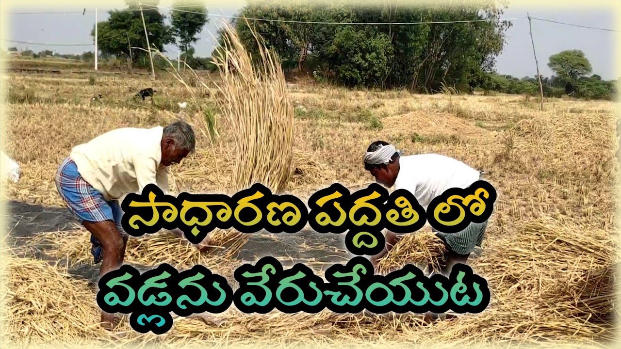 Harvesting of Natural Farming Paddy Varieties | వడ్లను సాధారణ పద్దతి లో ...