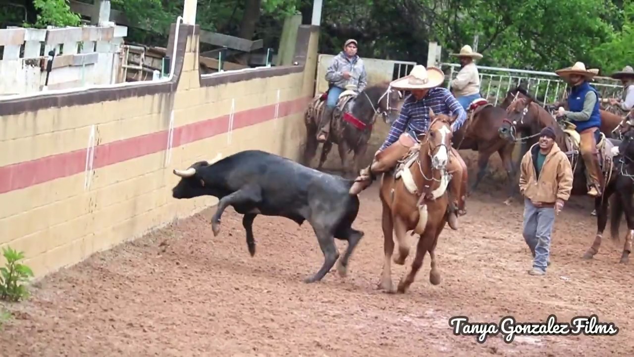 Coleadero 4.20.19 - YouTube