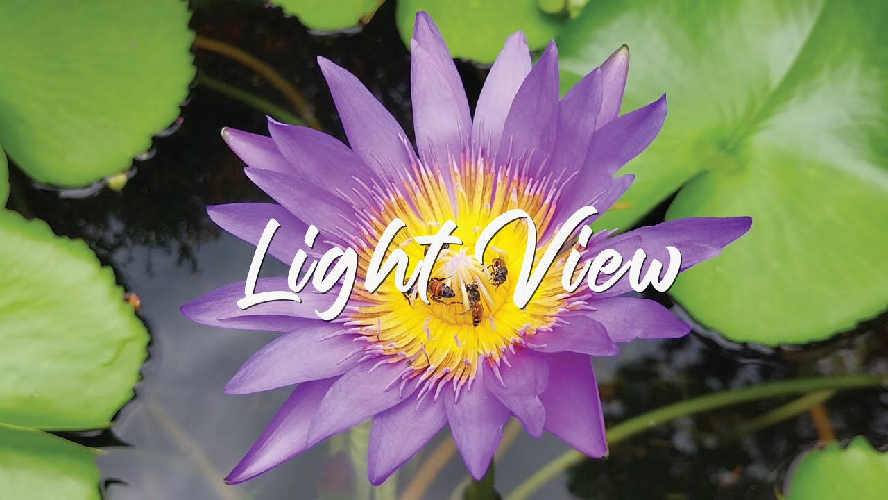Lotus flowers and music melodies to calm the mind and relieve tension ...
