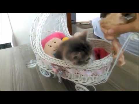En güzel ve komik kedi videoları