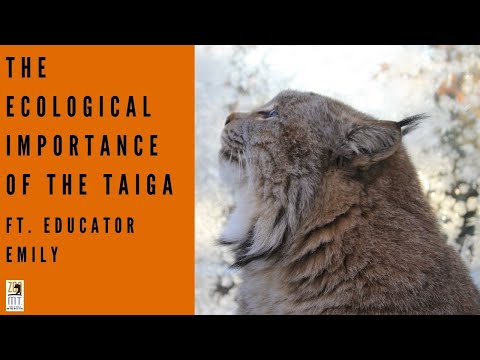 How Do Humans Affect This Ecosystem In Taiga