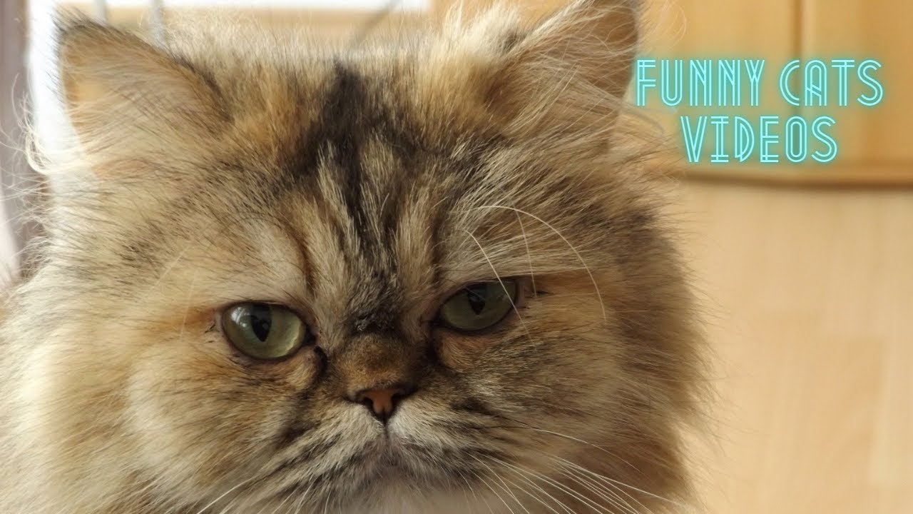 Funny Persian# Cat Kitten Persian cat #Adorable cats around the world ...