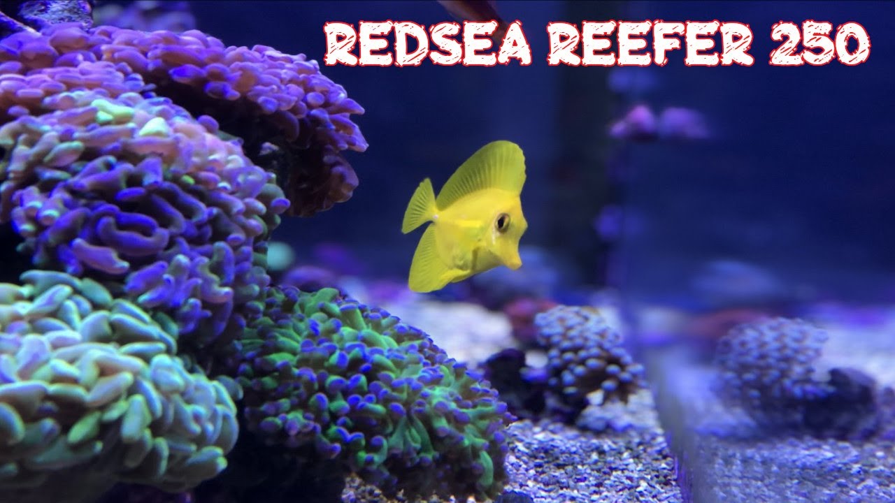 Red Sea Reefer 250 | Battlechaeto THRIVING | Refugium Success | Acro ...