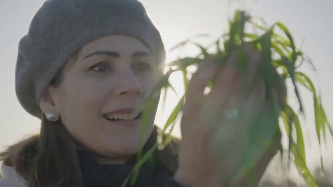 Amazing Pure Organic Barley by Ms. Maritoni Fernandez - YouTube