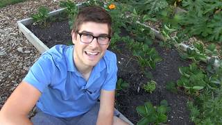 Grow Your Own Herbal Medicine - Toothache Plant (Spilanthes)