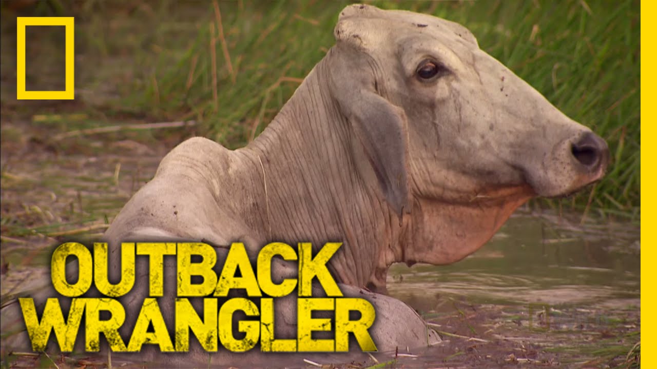 Helicopter Cattle Ranching | Outback Wrangler - YouTube