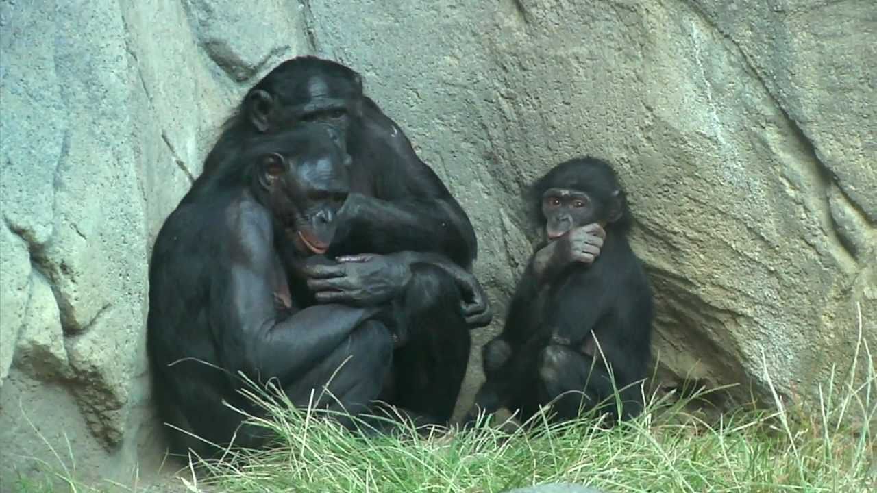 The Monkey Bible Story Project Episode 16: The Bonobo Way - YouTube