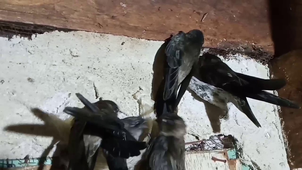 Suara asli koloni walet - YouTube