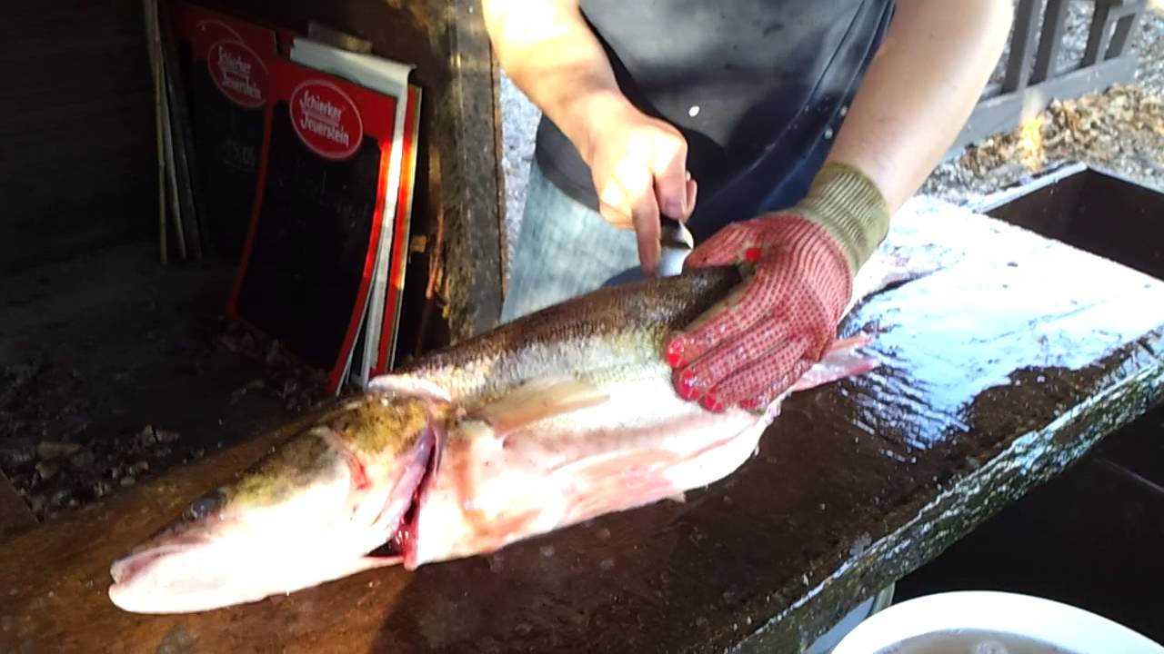Zander filetieren - YouTube