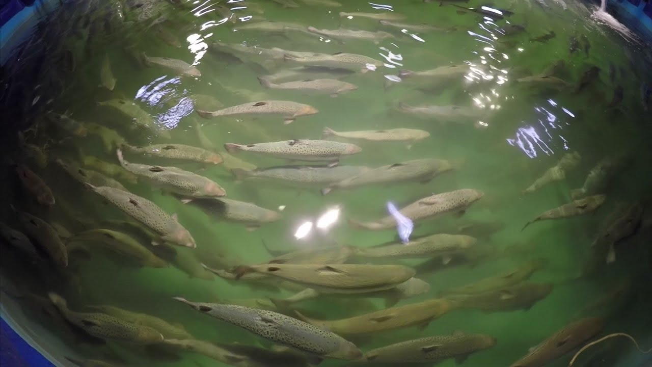 Parasitic Sea Lice Disrupting Salmon Farms - YouTube