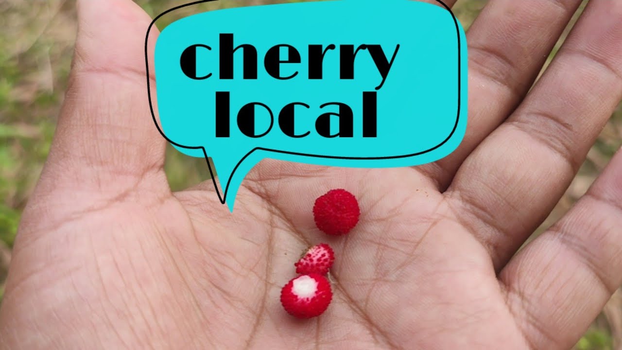 local cherry in Docco - YouTube