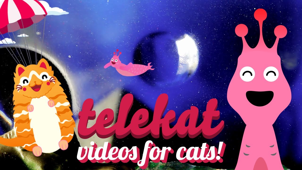 Cute video for your cat to watch - Telekat: TV for cats! - YouTube