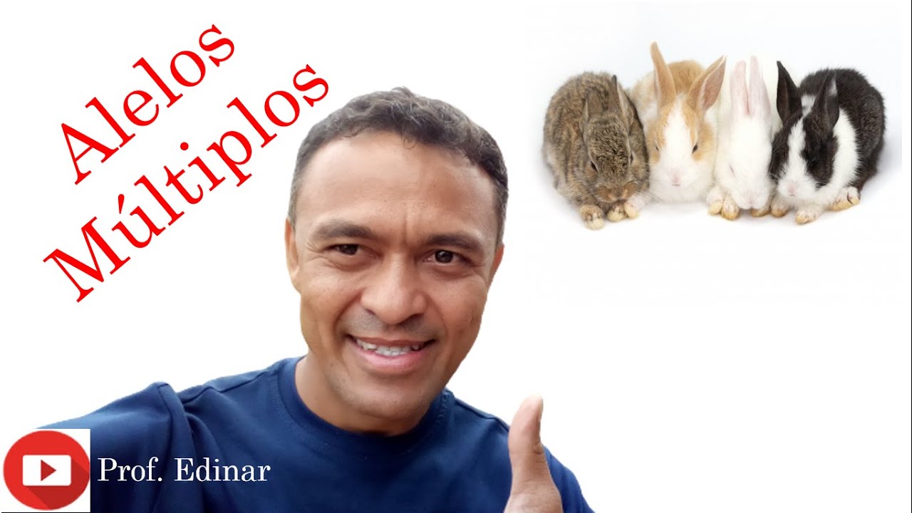 Alelos múltiplos ou Polialelia - YouTube