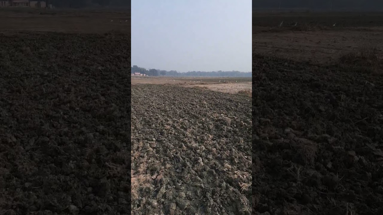 #Bakula Bird# - YouTube