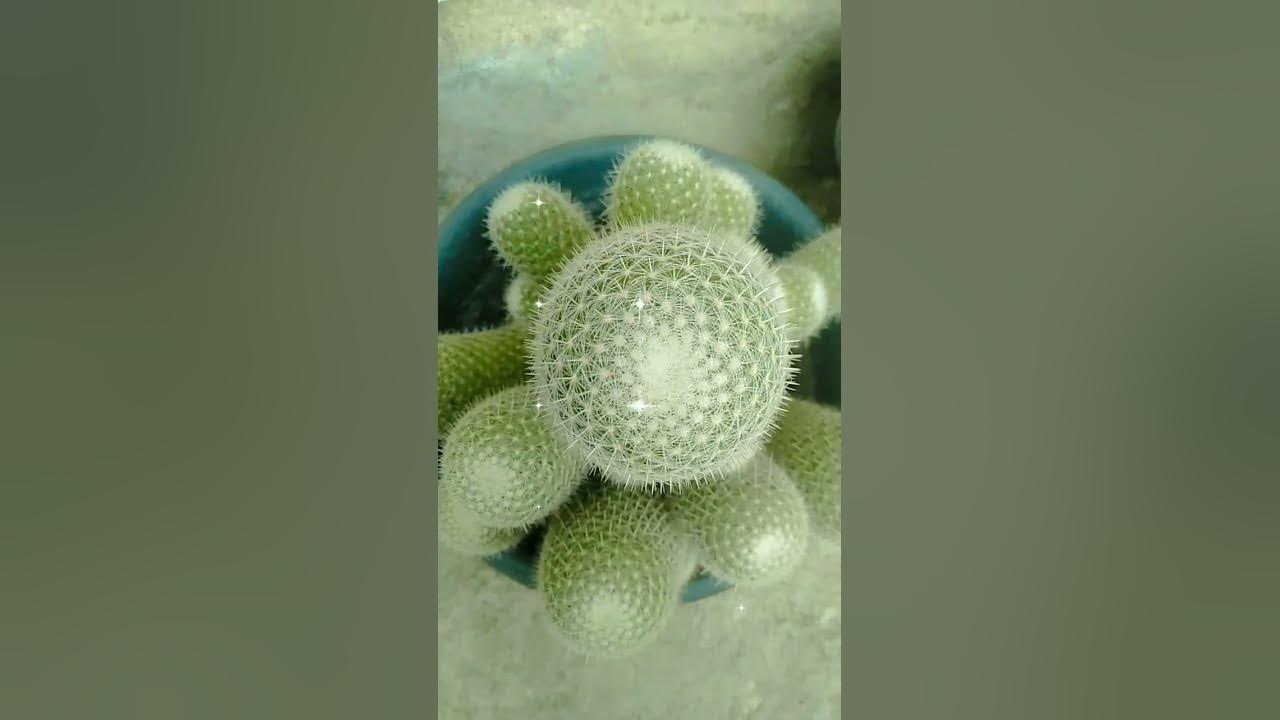 🌵🌵 Ytshorts Shortvideo Video Youtube