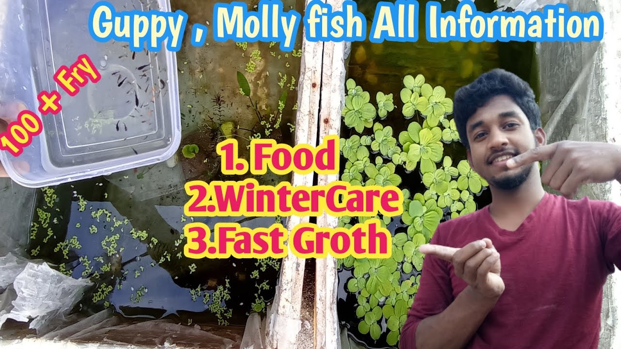 Guppy, Molly,Platy,Zebra,Betta fish Related All Information in One ...