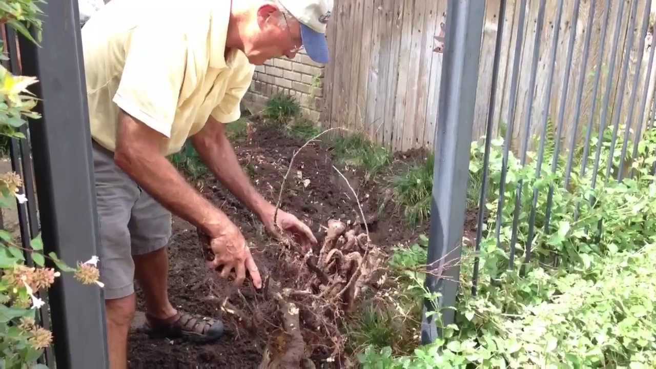 The Dirt Doctor, Howard Garrett - Diagnosis of Tree Death - YouTube