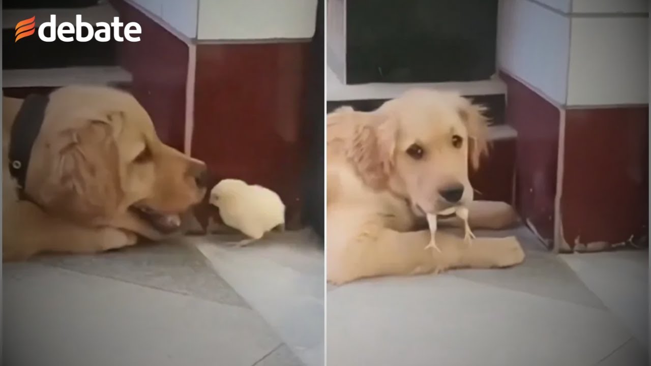 Divertido video de un perro golden retriever y su amigo pollito jugando ...