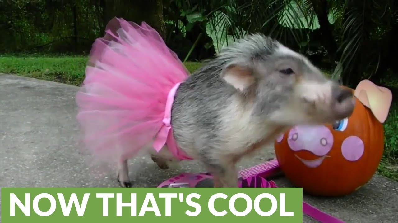 Cute Teacup Pig In Tutus