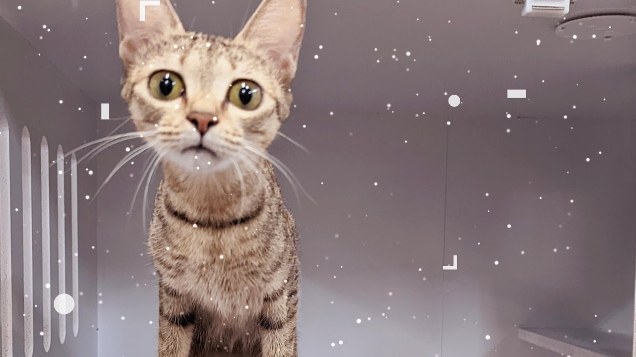 What do kittens do every day ? happy cat life - YouTube