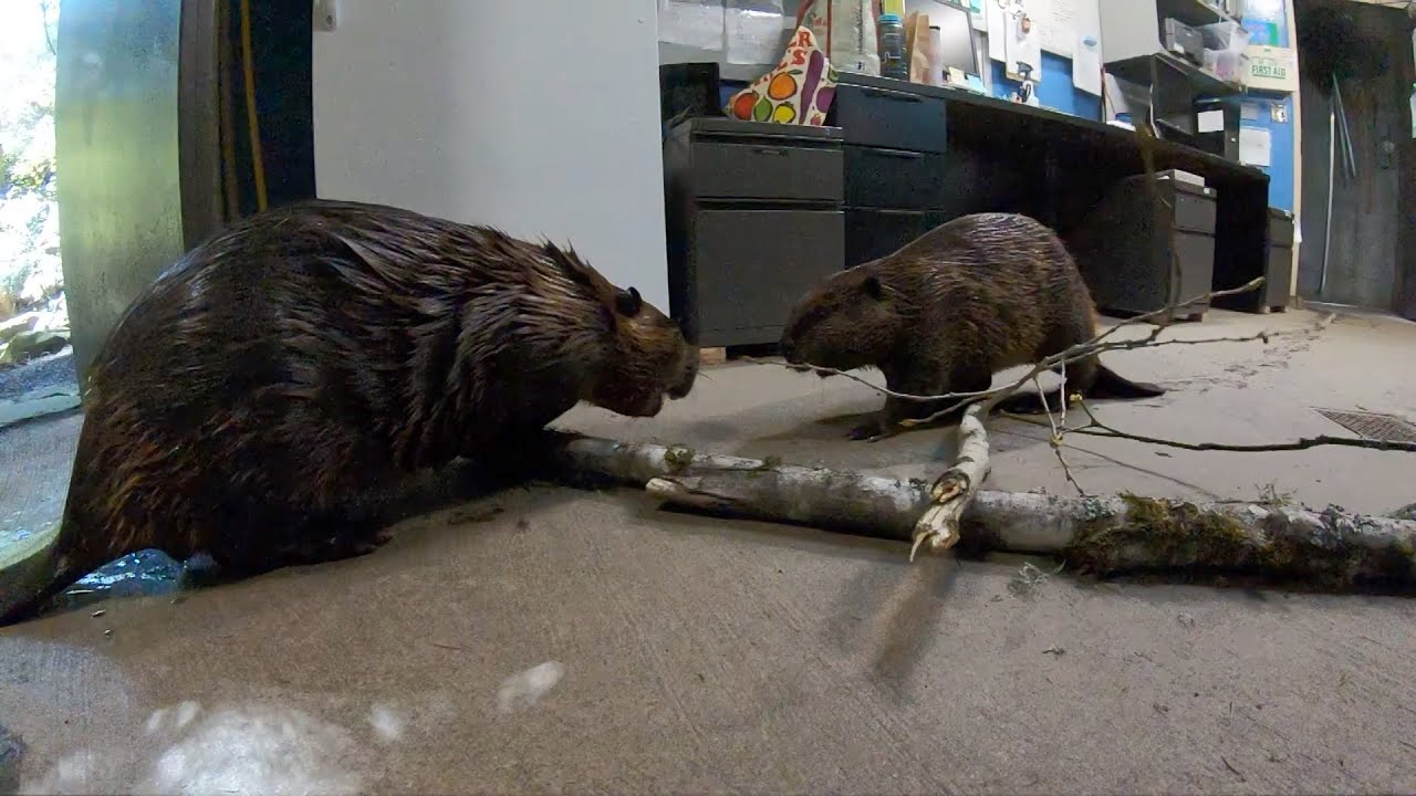 Maple And Filbert The Beavers Are Sticking Together - YouTube