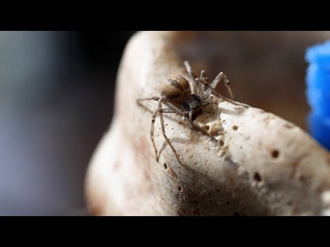 Do Spider Crickets Make Webs