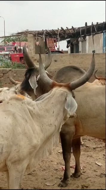 When Horns Meet, Hearts Listen 💕🐂 - YouTube